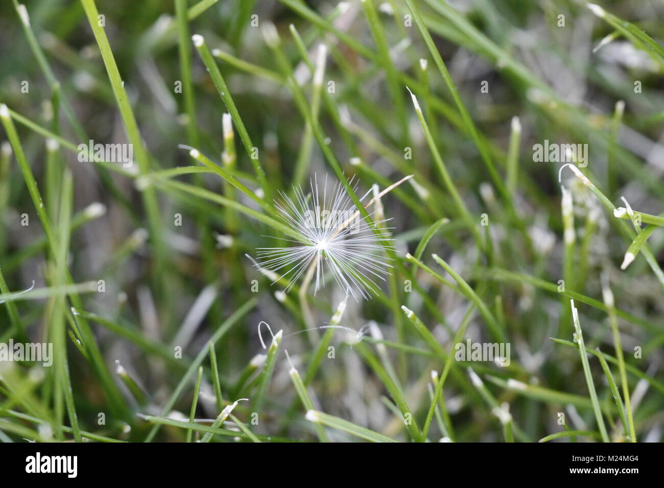 Dandelion flower seeds Stock Photo - Alamy
