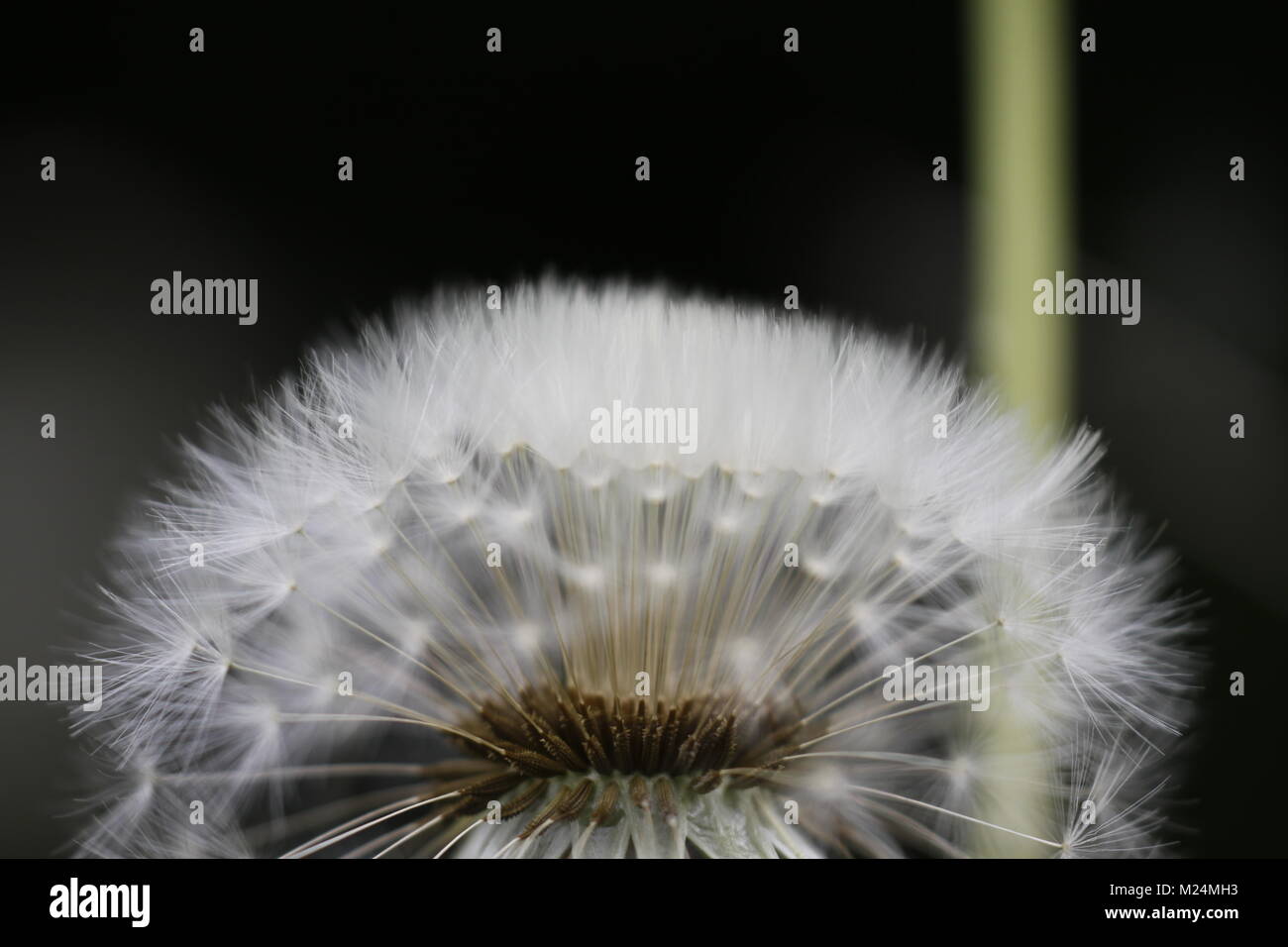 Dandelion flower seeds Stock Photo - Alamy