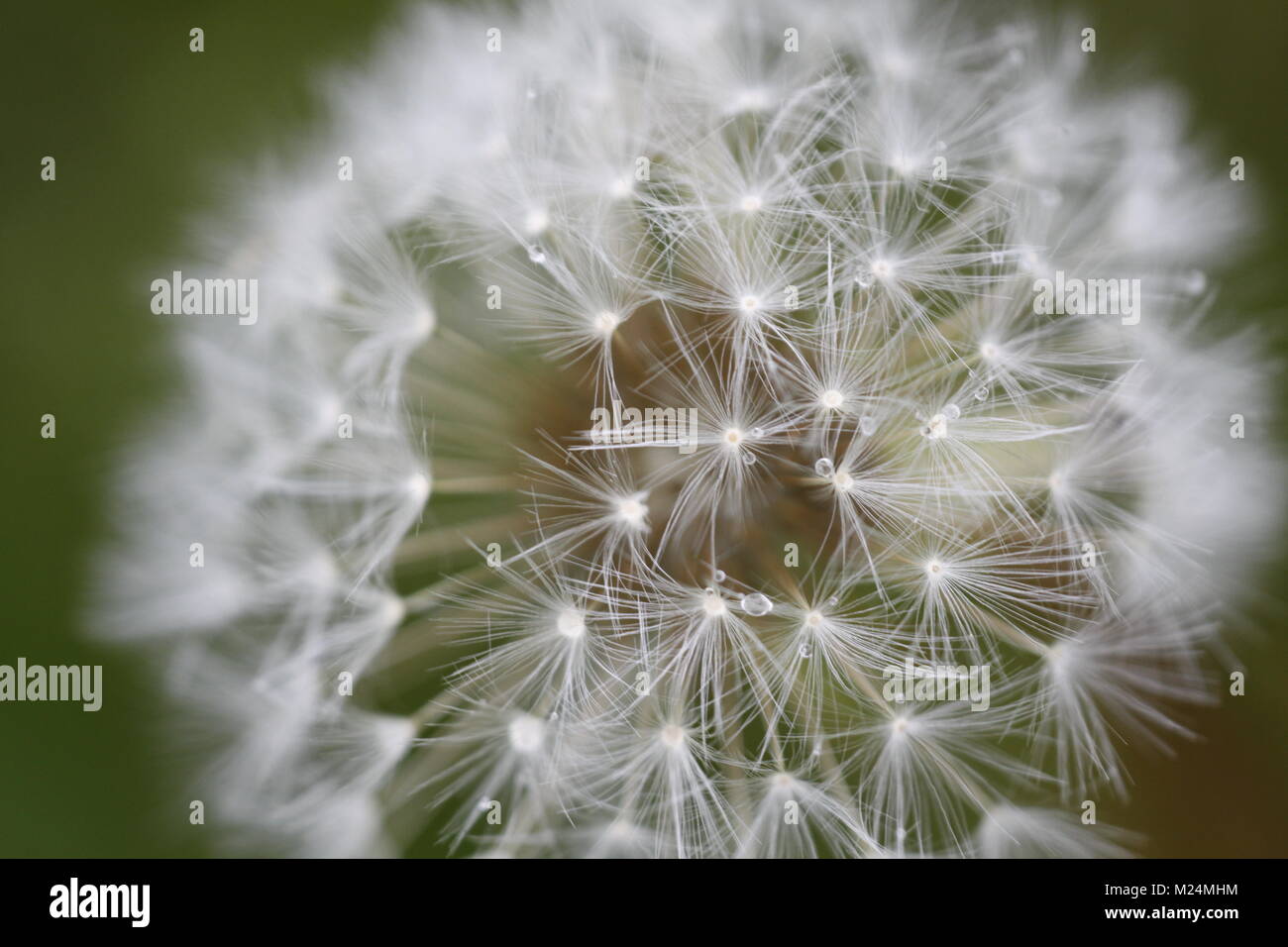 Dandelion flower seeds Stock Photo - Alamy