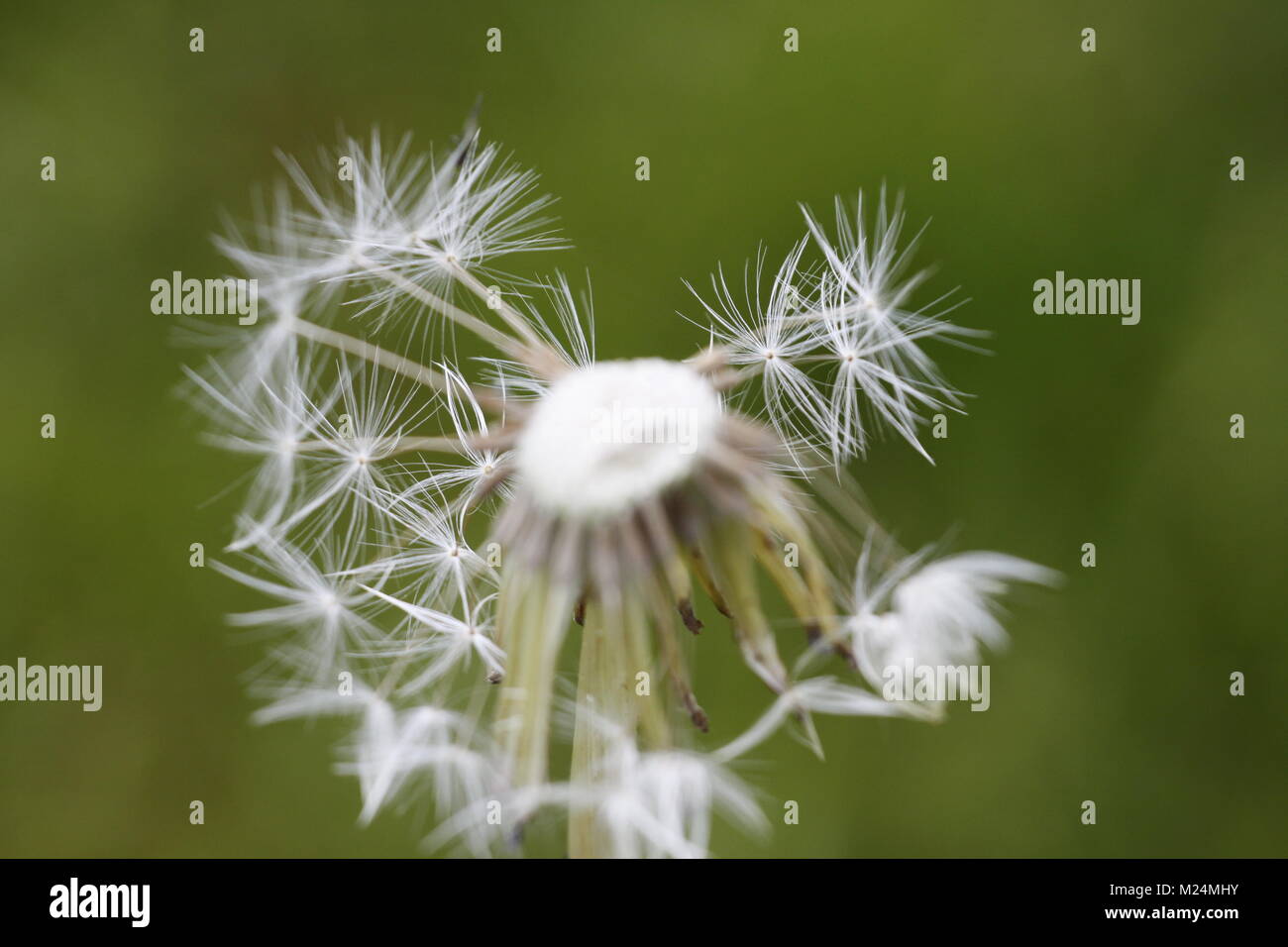 Dandelion flower seeds Stock Photo - Alamy