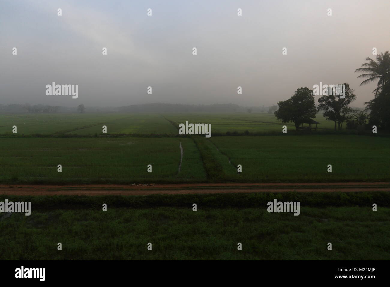 misty morning scene of Rural farmland. Rice field in Thailand. Wet ...