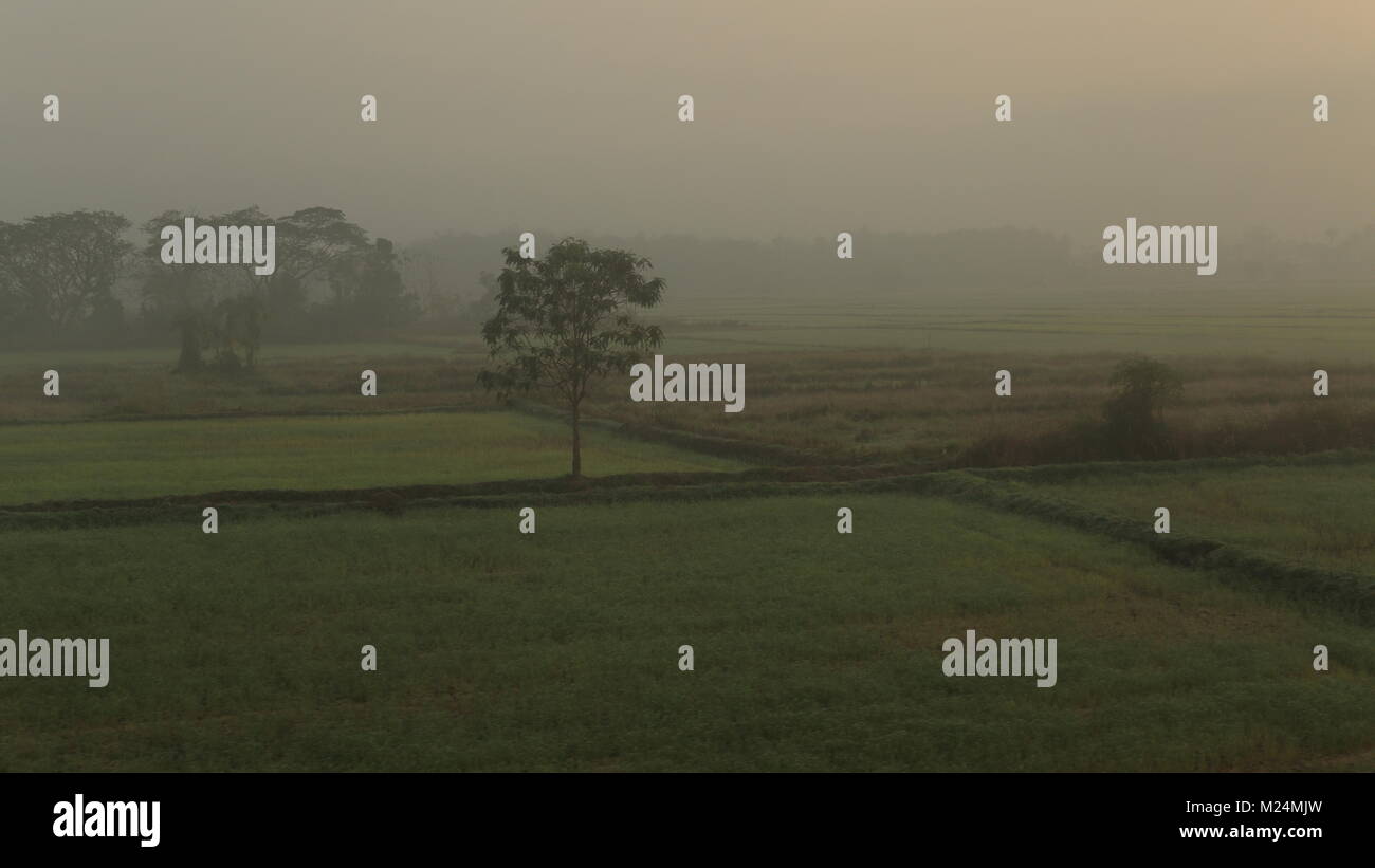 misty morning scene of Rural farmland. Rice field in Thailand. Wet ...