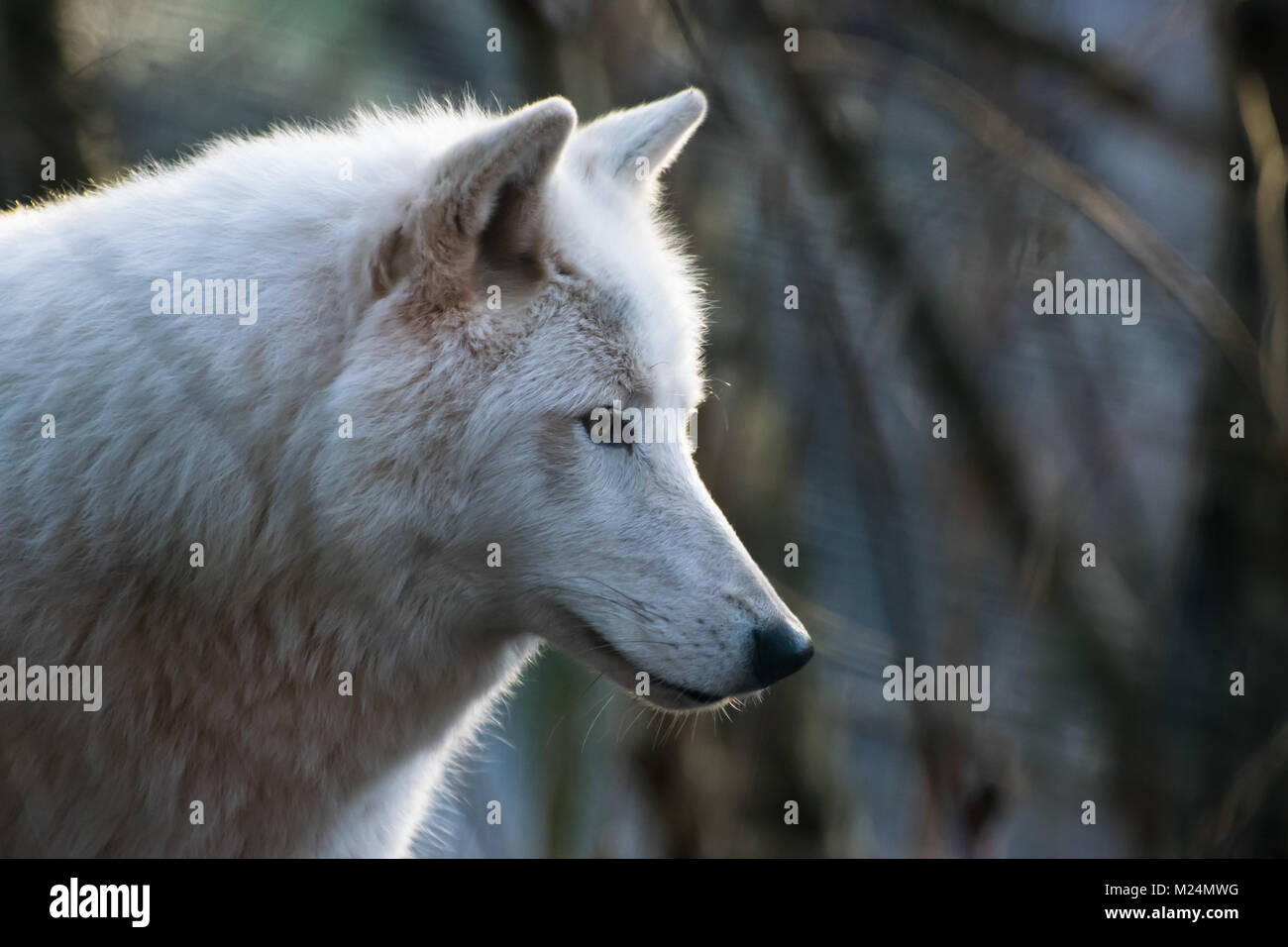 White wolf luna hi-res stock photography and images - Alamy