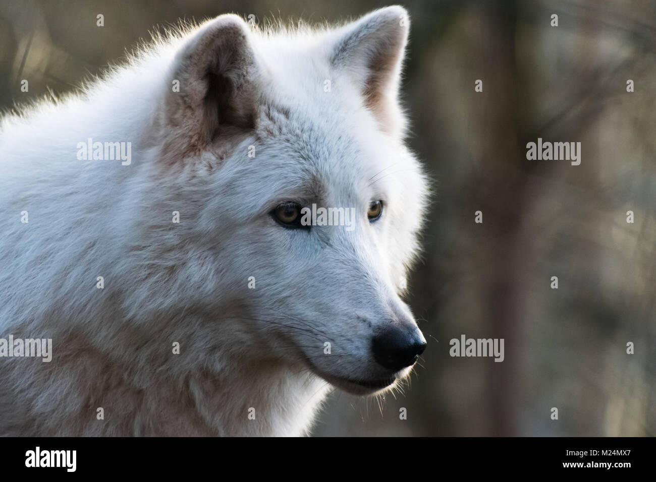 Luna wolf hi-res stock photography and images - Alamy