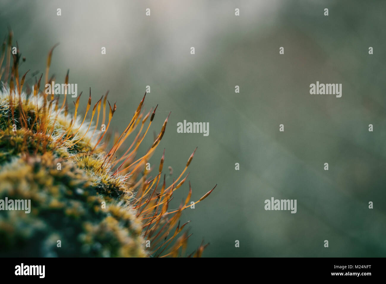 Mossy Pattern High Resolution Stock Photography and Images - Alamy