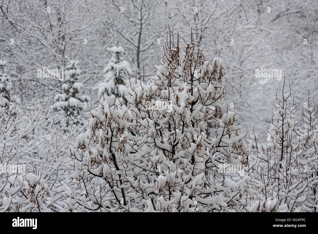 Snow lace - the branches of trees covered with snow after a heavy ...