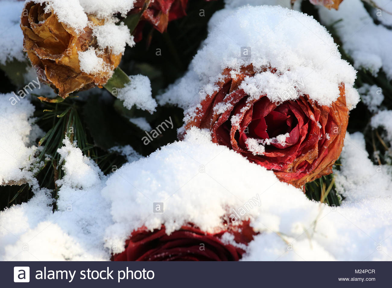 Red roses in the snow hi-res stock photography and images - Alamy