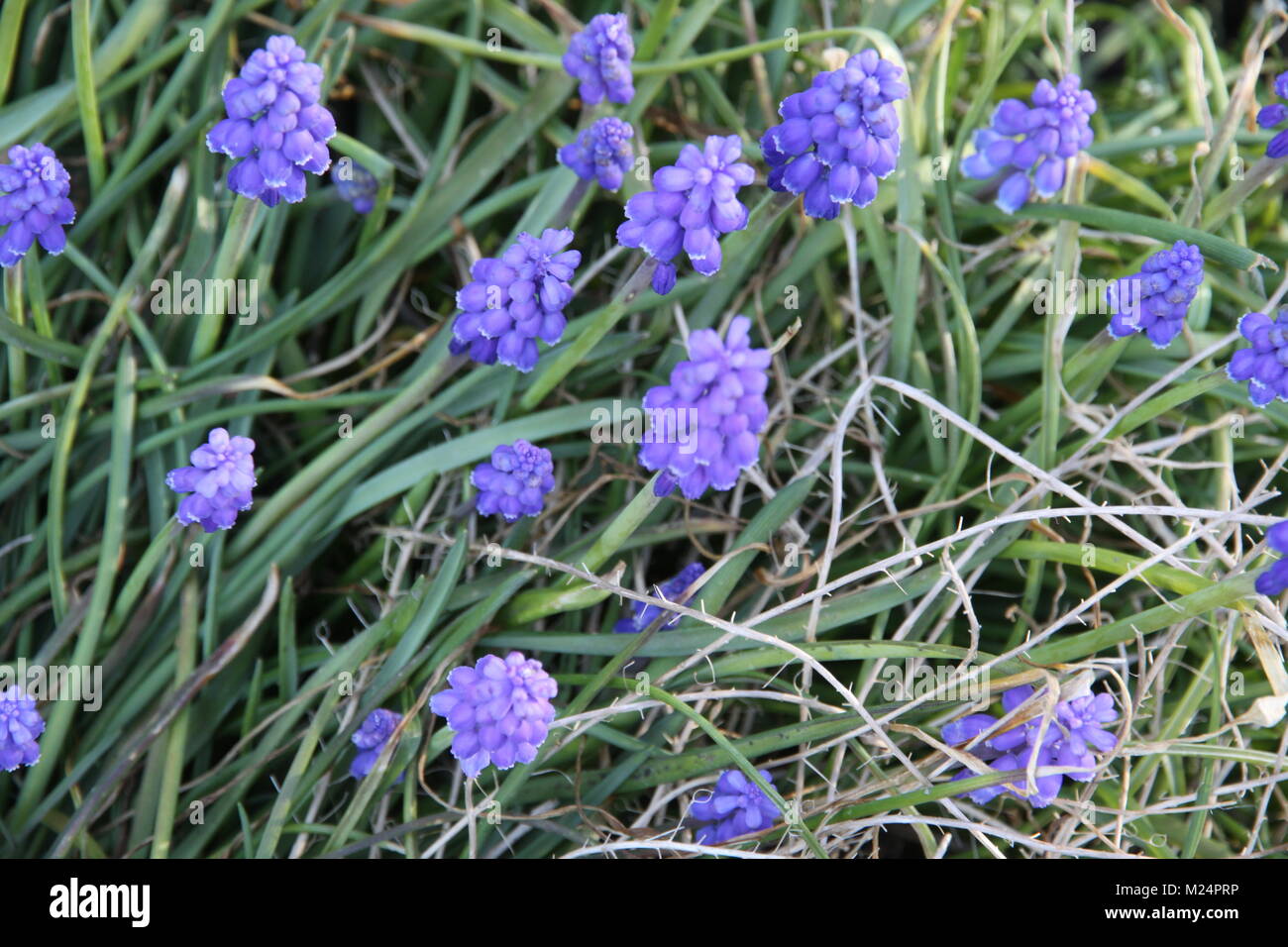 Blue spring grape hyacinth flowers Stock Photo - Alamy