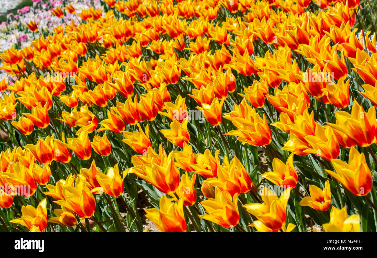 Orange color Tulips Bloom in Spring in garden Stock Photo - Alamy