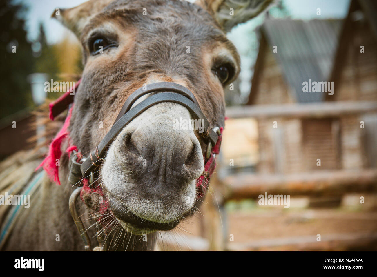 The donkey is close to the camera, the donkey's nose is close up. Toned ...