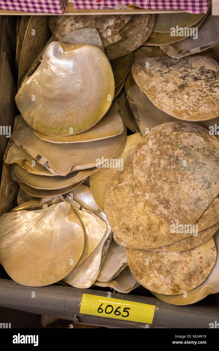 Same type of sea shells collected for decorative purposes Stock Photo ...