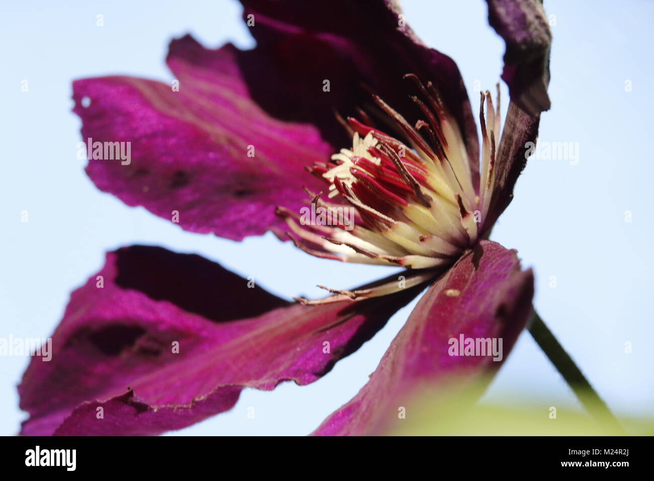 Clematis blue flower Stock Photo - Alamy