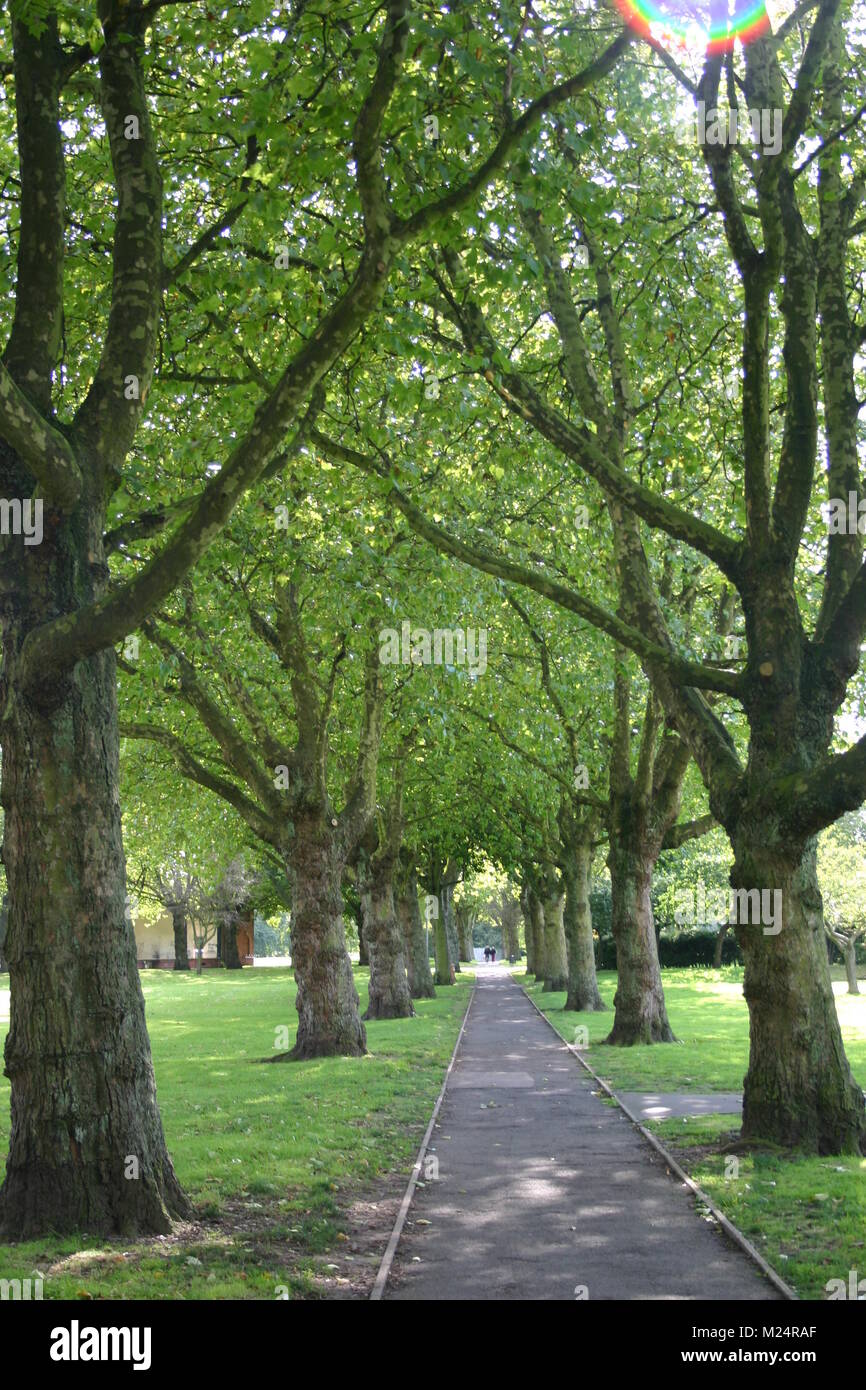 Avenue of trees Stock Photo - Alamy
