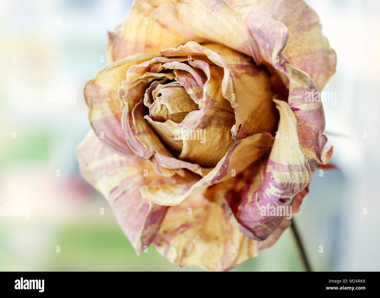 Two wilted red roses hi-res stock photography and images - Alamy