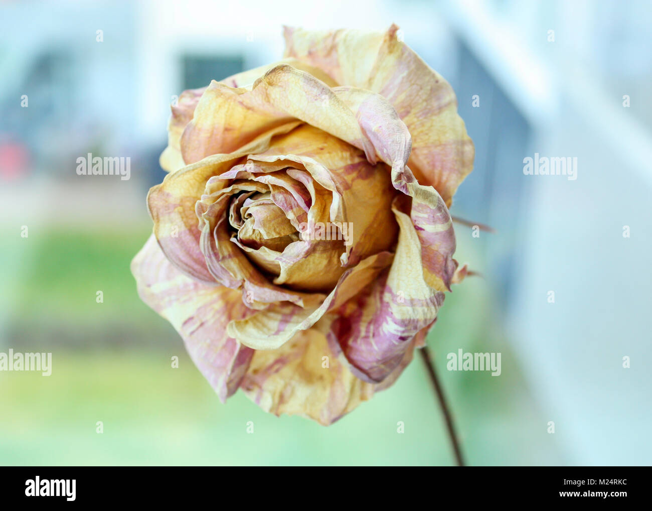 Wilted rose petals hi-res stock photography and images - Alamy