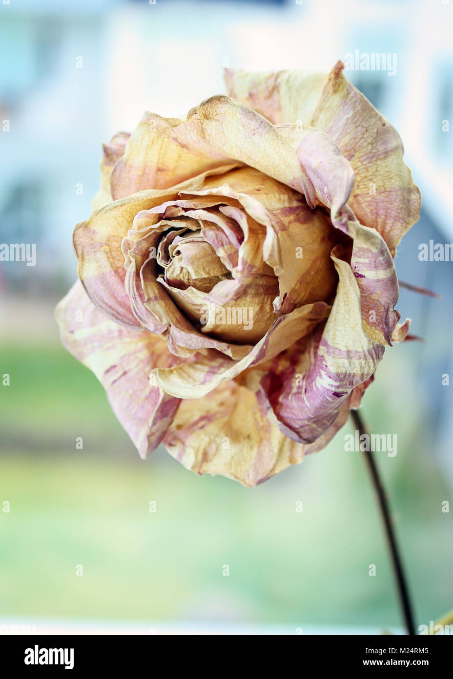 Rose depth of field hi-res stock photography and images - Alamy