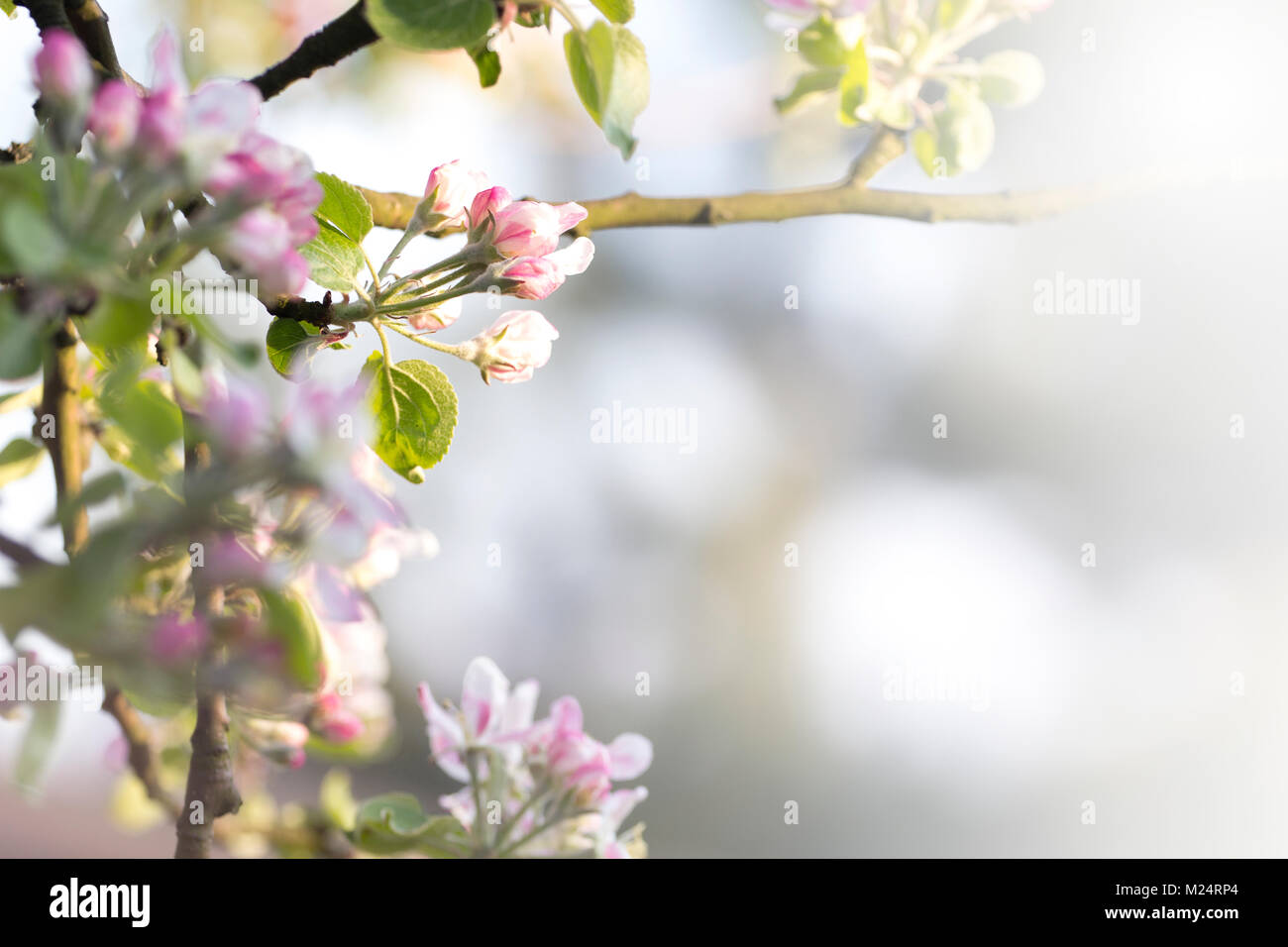 Bright pink cherry blossoms bloom hi-res stock photography and images ...