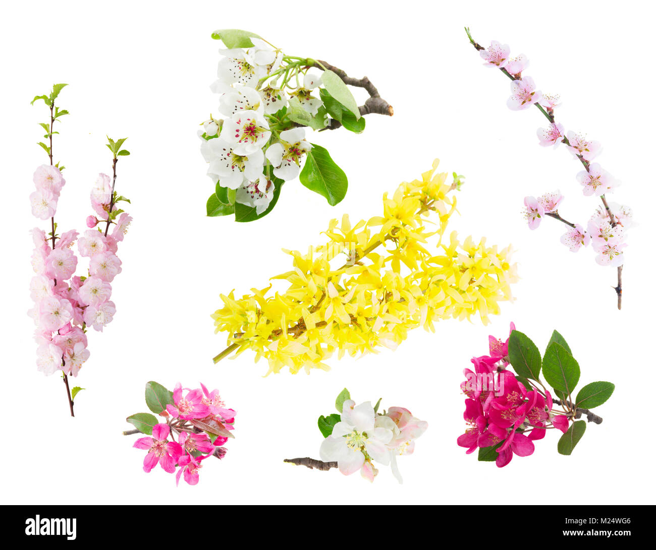 Wild apple tree on Cut Out Stock Images & Pictures - Alamy