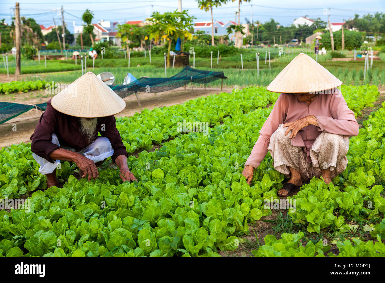 Old farmer couple working on a vegetable farm outside Hoi An, central ...