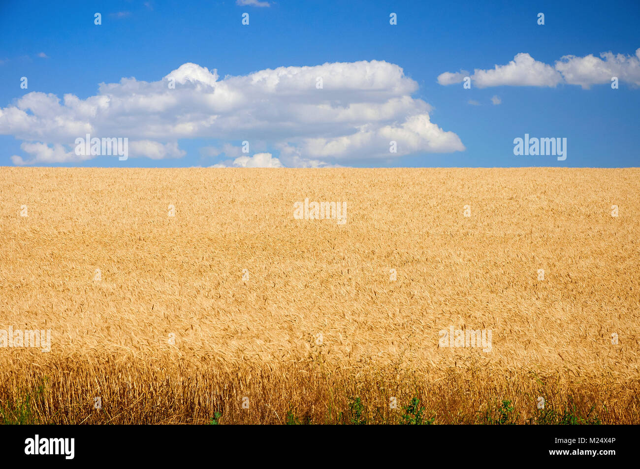 Field of wheat under blue sky with light clouds Stock Photo - Alamy
