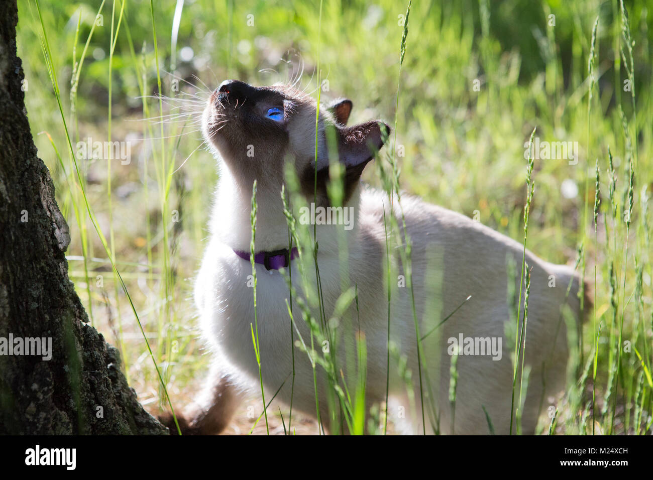 short haired young cat, seal point color with blue eyes on a birch ...
