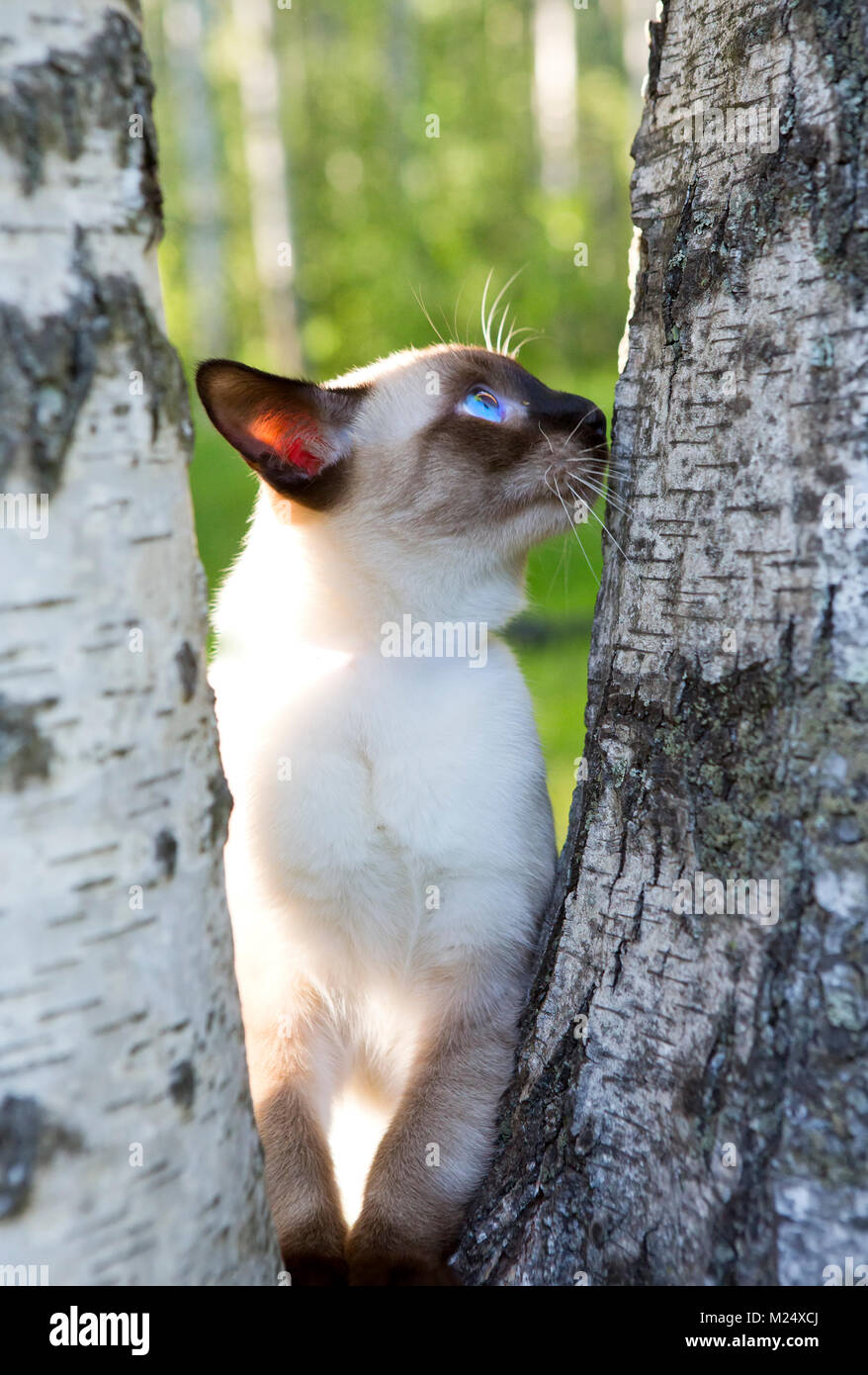 short haired young cat, seal point color with blue eyes on a birch ...
