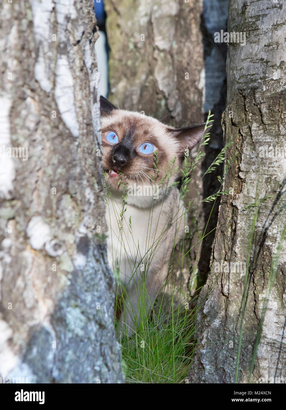 short haired young cat, seal point color with blue eyes on a birch ...