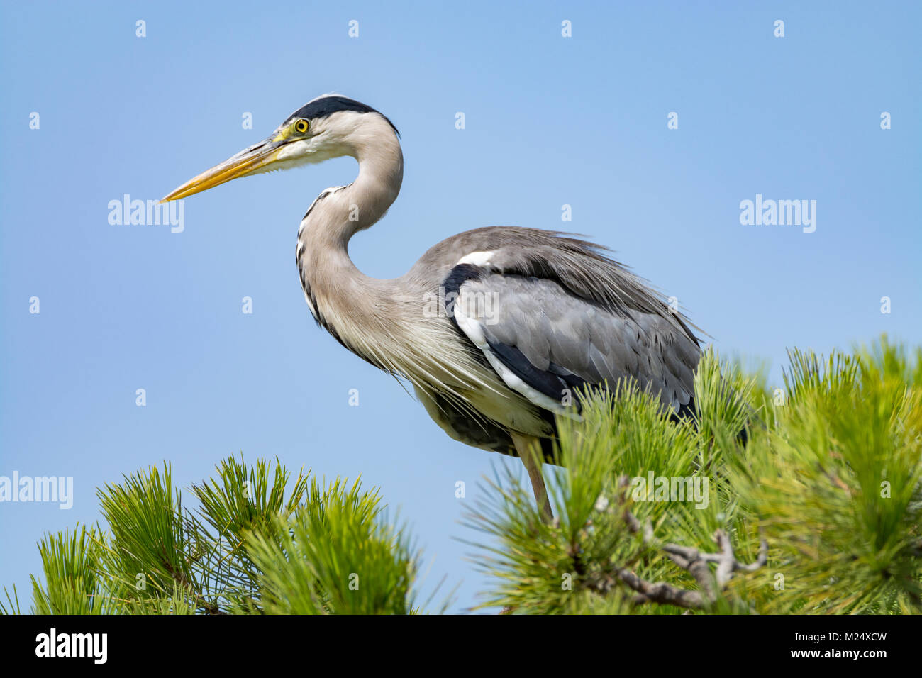 Large Grey heron (Ardea cinerea) long-legged predatory wading bird in ...