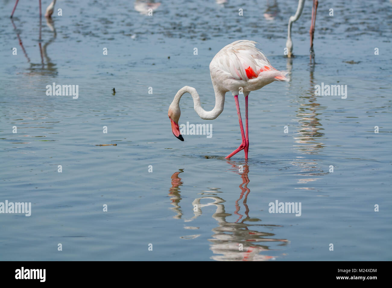 Group of big pink flamingo birds in lake water in national park ...
