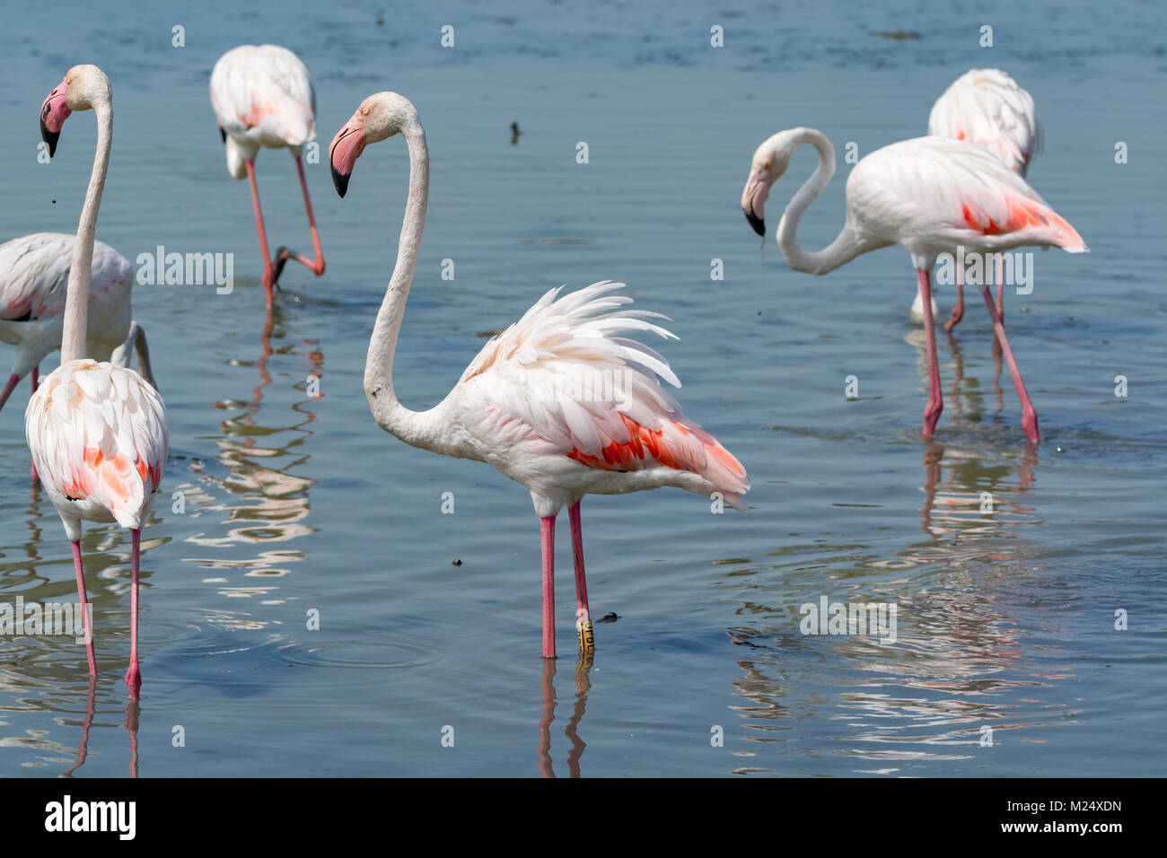 Group of big pink flamingo birds in lake water in national park ...