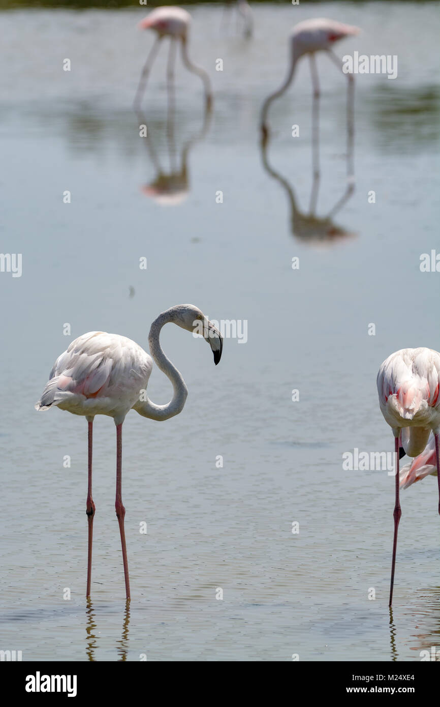 Group of big pink flamingo birds in lake water in national park ...