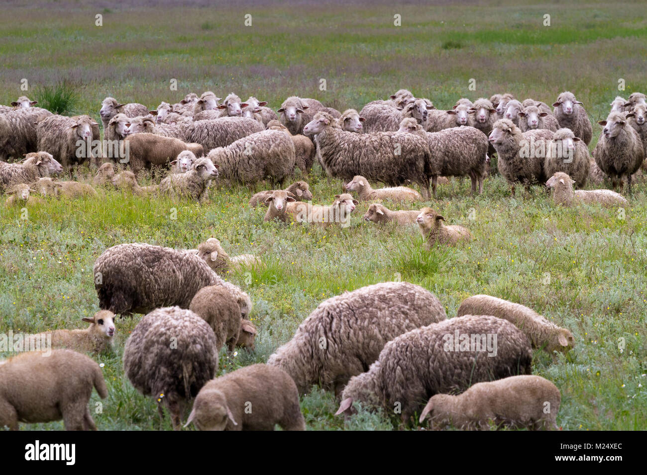 Sheep grazing on grass land Stock Photo - Alamy