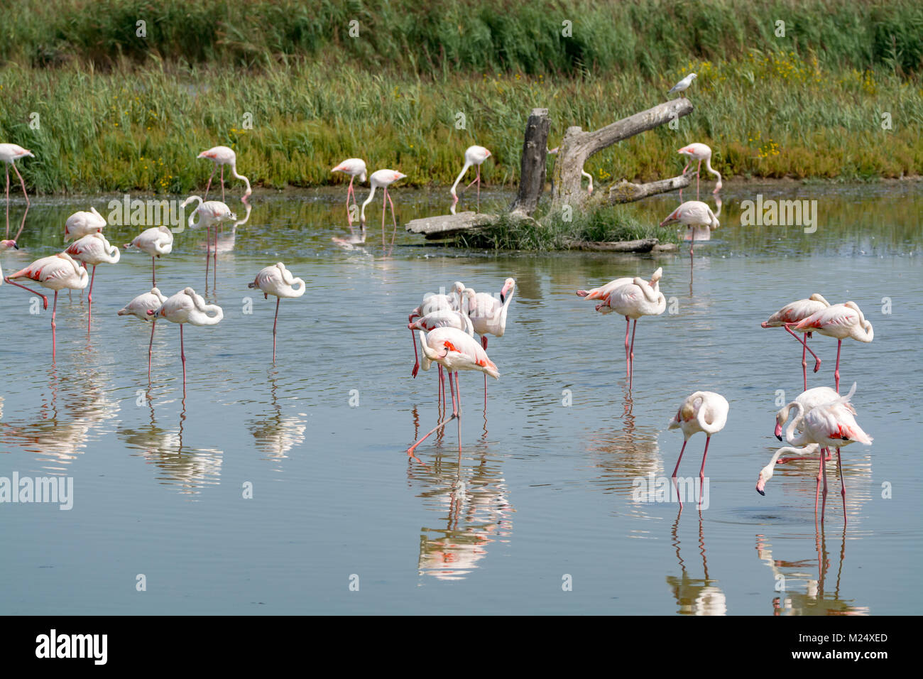Group of big pink flamingo birds in lake water in national park ...