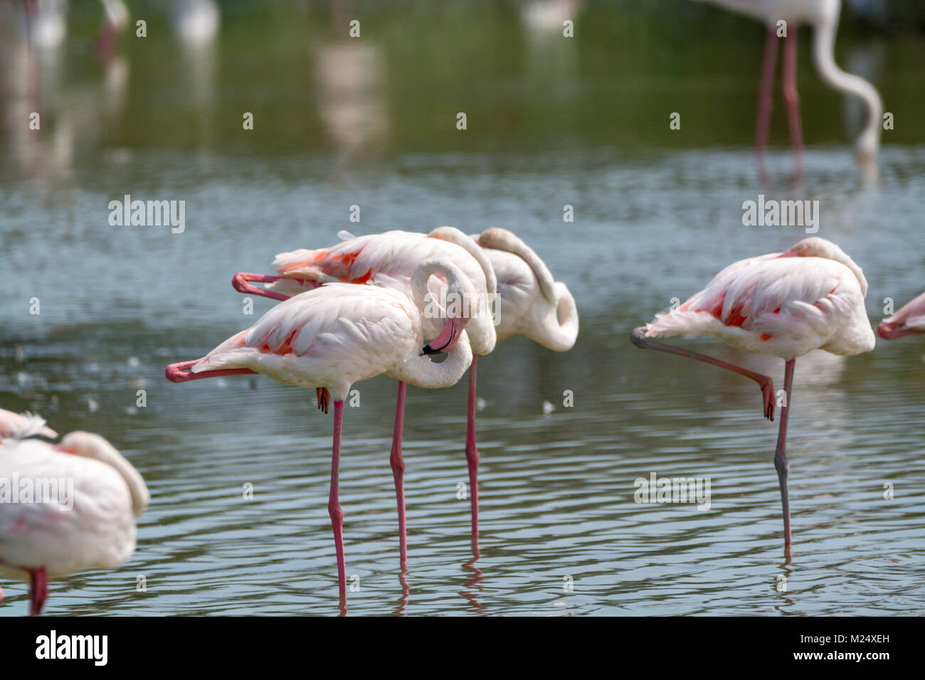Group of big pink flamingo birds in lake water in national park ...
