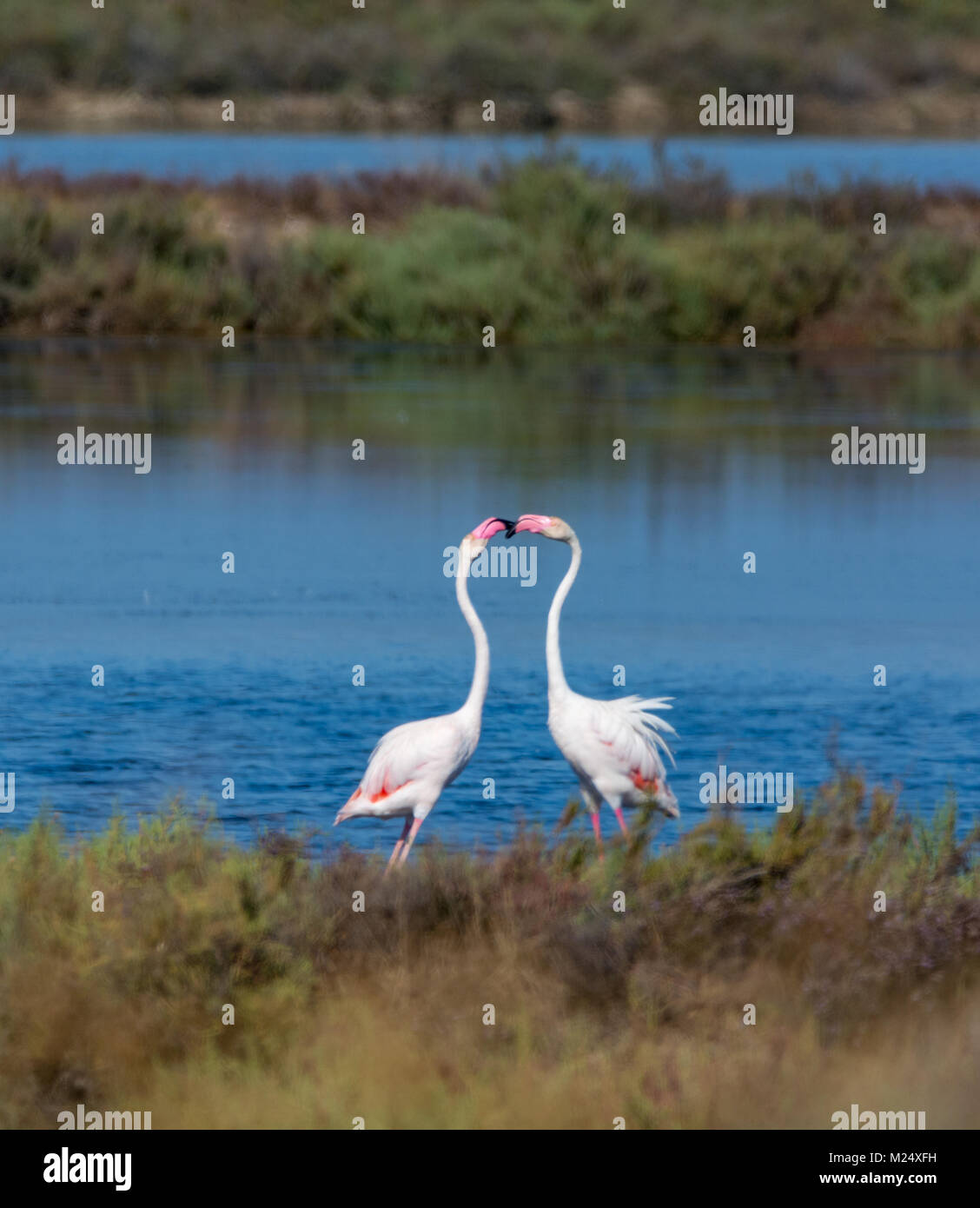 Wild birds big pink flamingo in national park, Provence, France in the ...