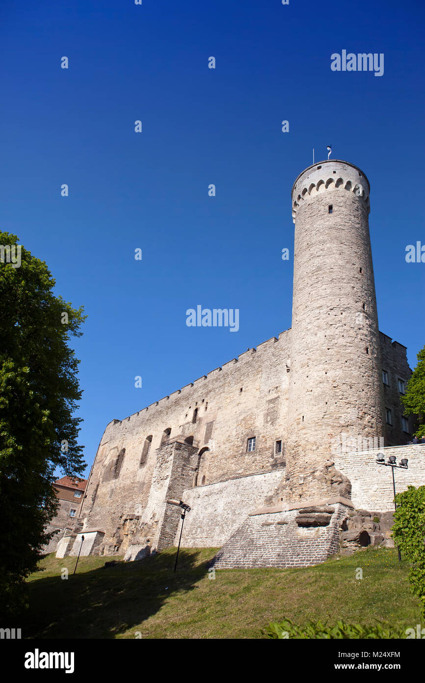 Tall Hermann tower and the blossoming bushes of a white lilac in the ...