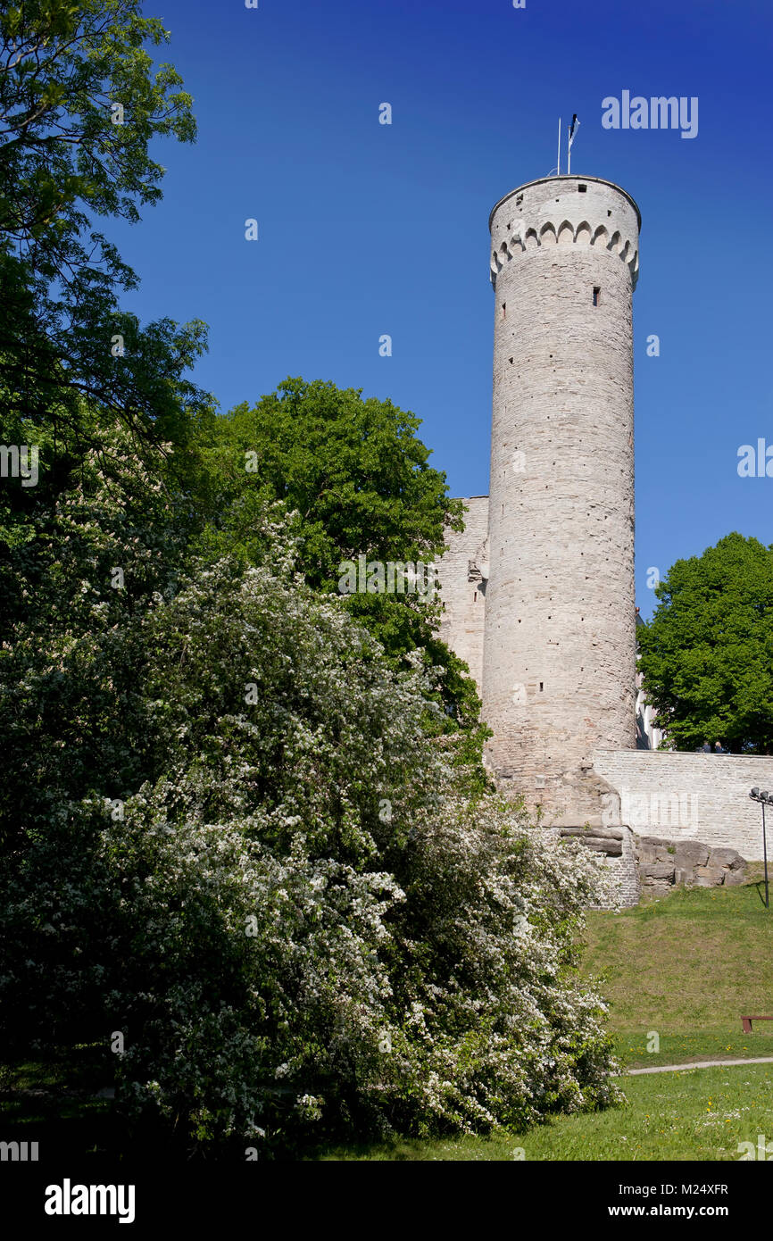 Tall Hermann tower and the blossoming bushes of a white lilac in the ...