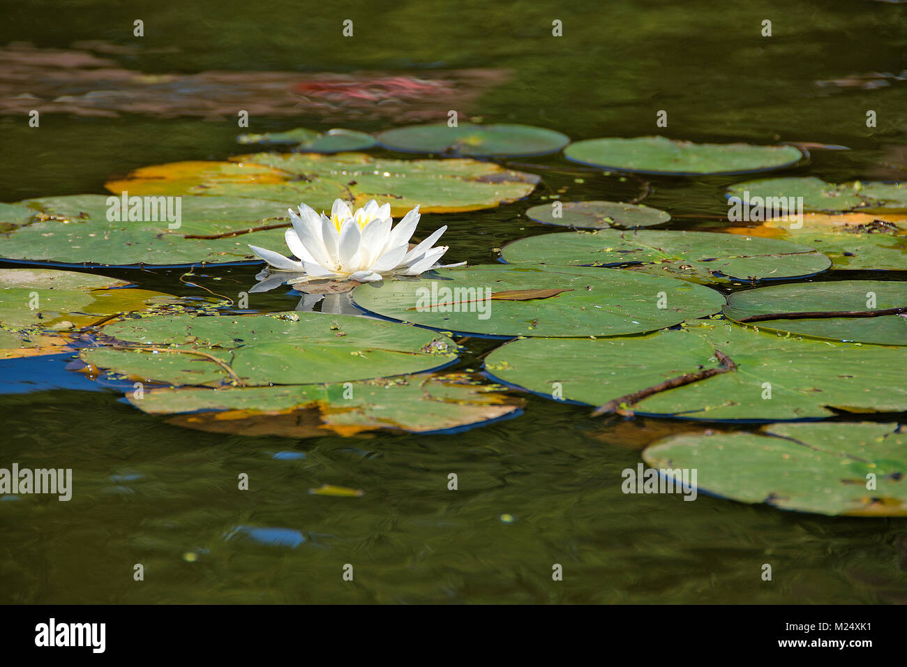single white water lily floating in pond water with lily pads Stock ...
