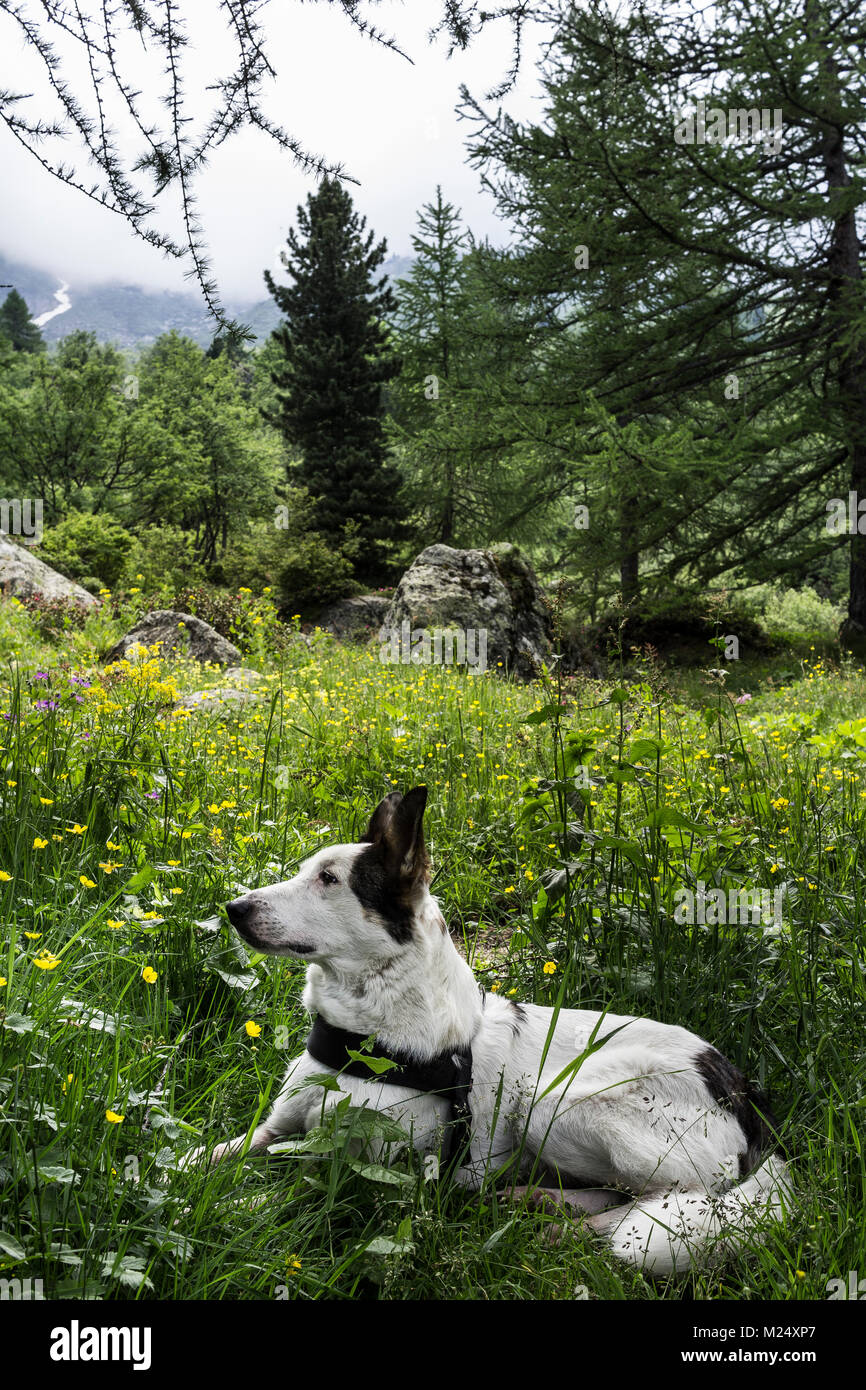 White doge in a natural park in the Italian Alps Stock Photo - Alamy