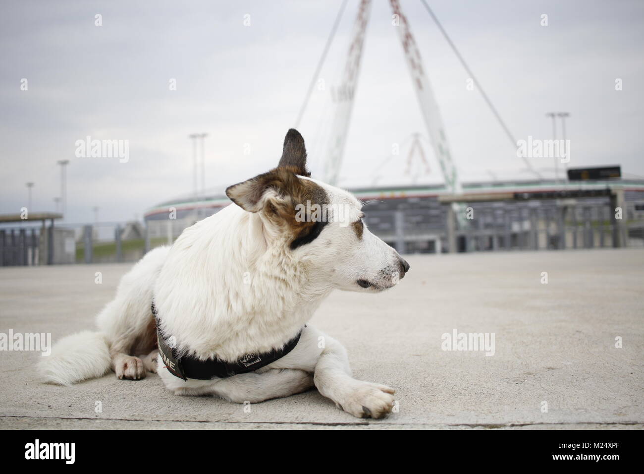 Quiet and beautiful dog in the city, in front of the Juventus stadium ...