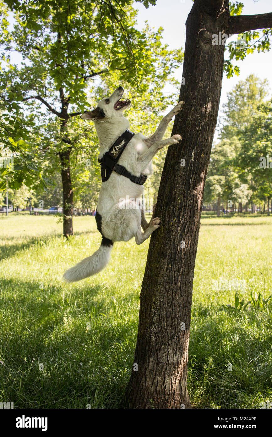 Dog jumps on a tree hi-res stock photography and images - Alamy