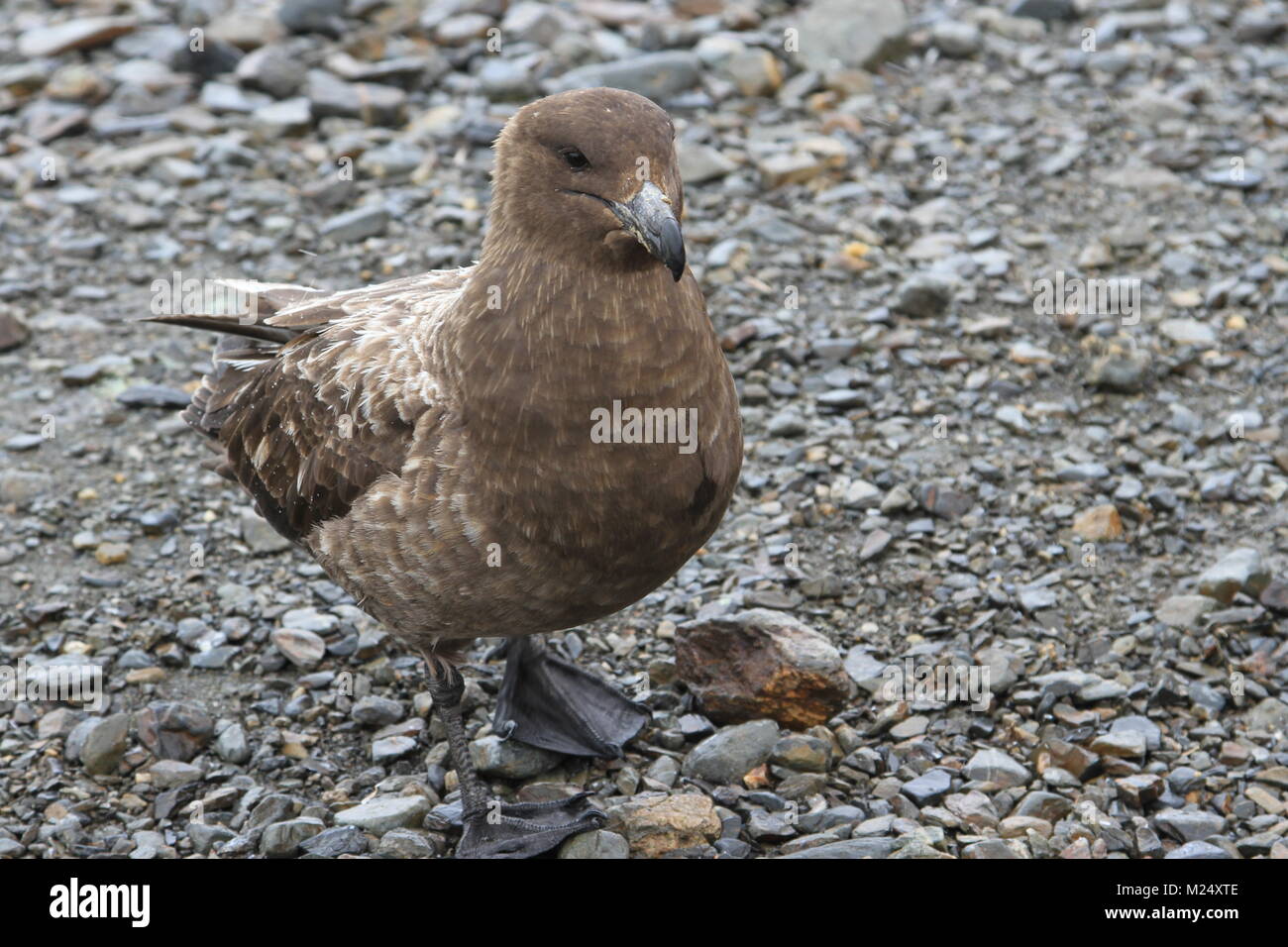 Southern great skua hi-res stock photography and images - Alamy