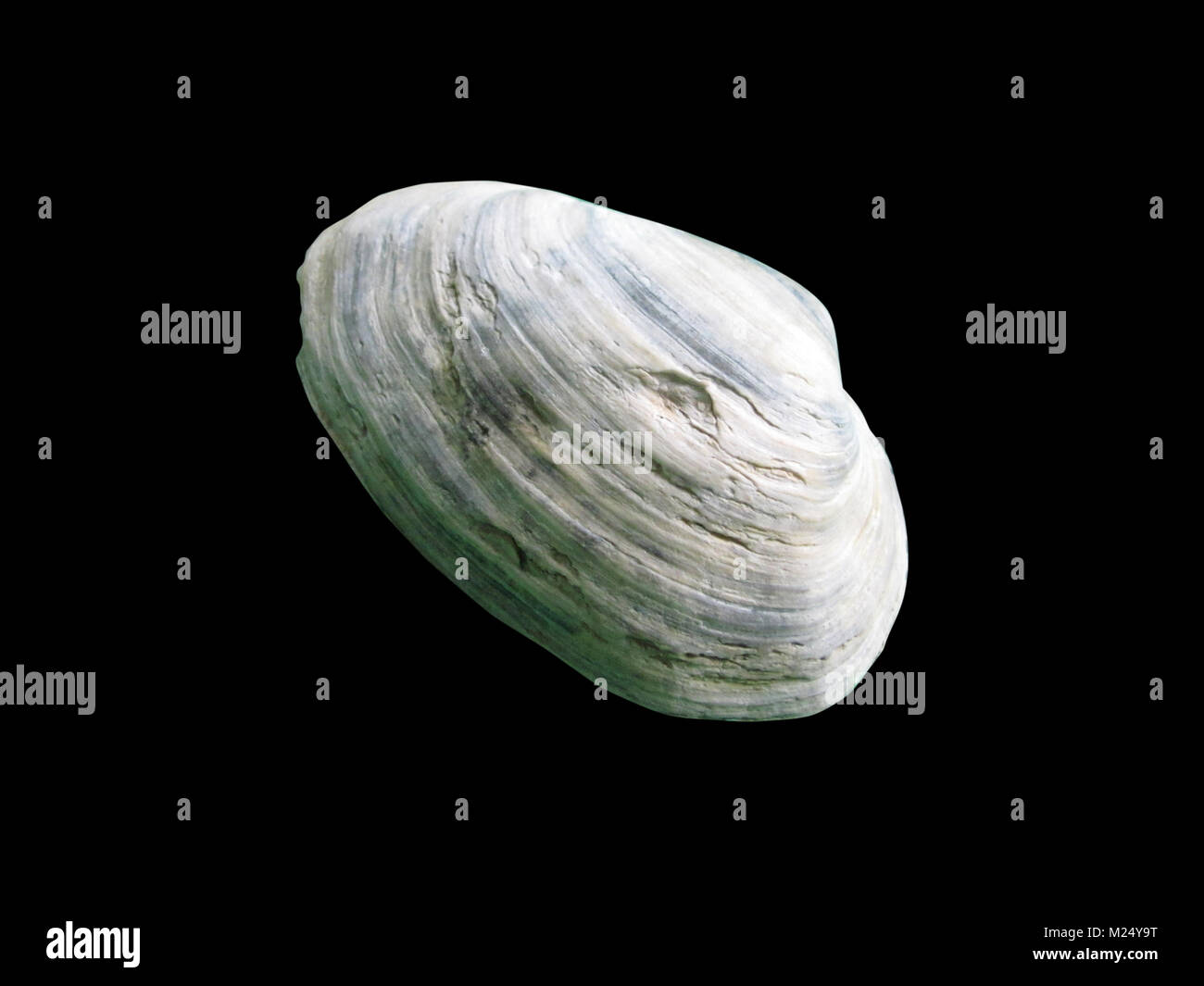 Shiny macro single seashell, isolated on black Stock Photo - Alamy