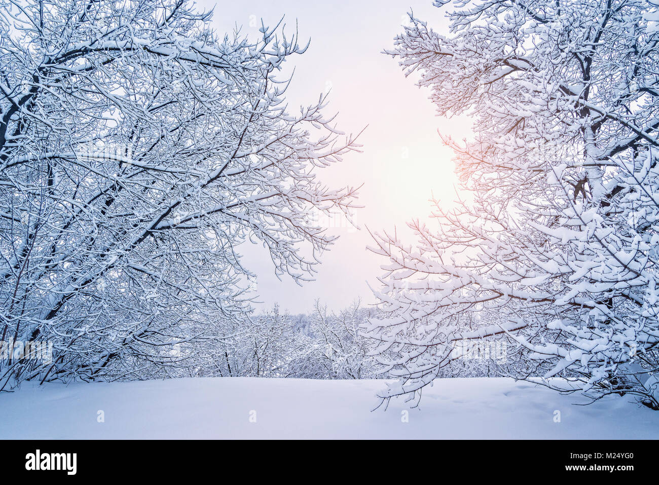 Trees under the snow at cold winter evening time Stock Photo - Alamy