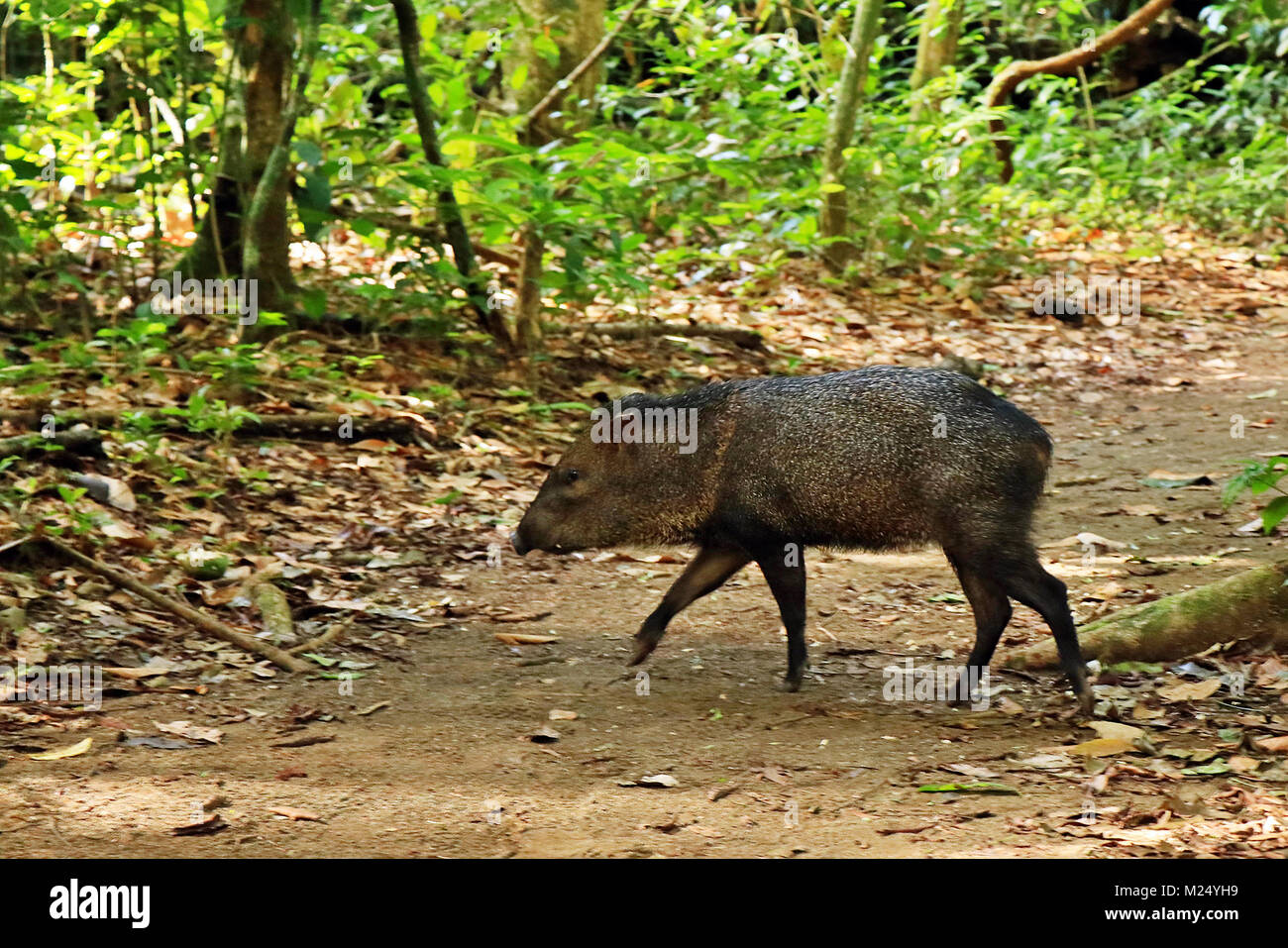 Peccary jungle hi-res stock photography and images - Alamy