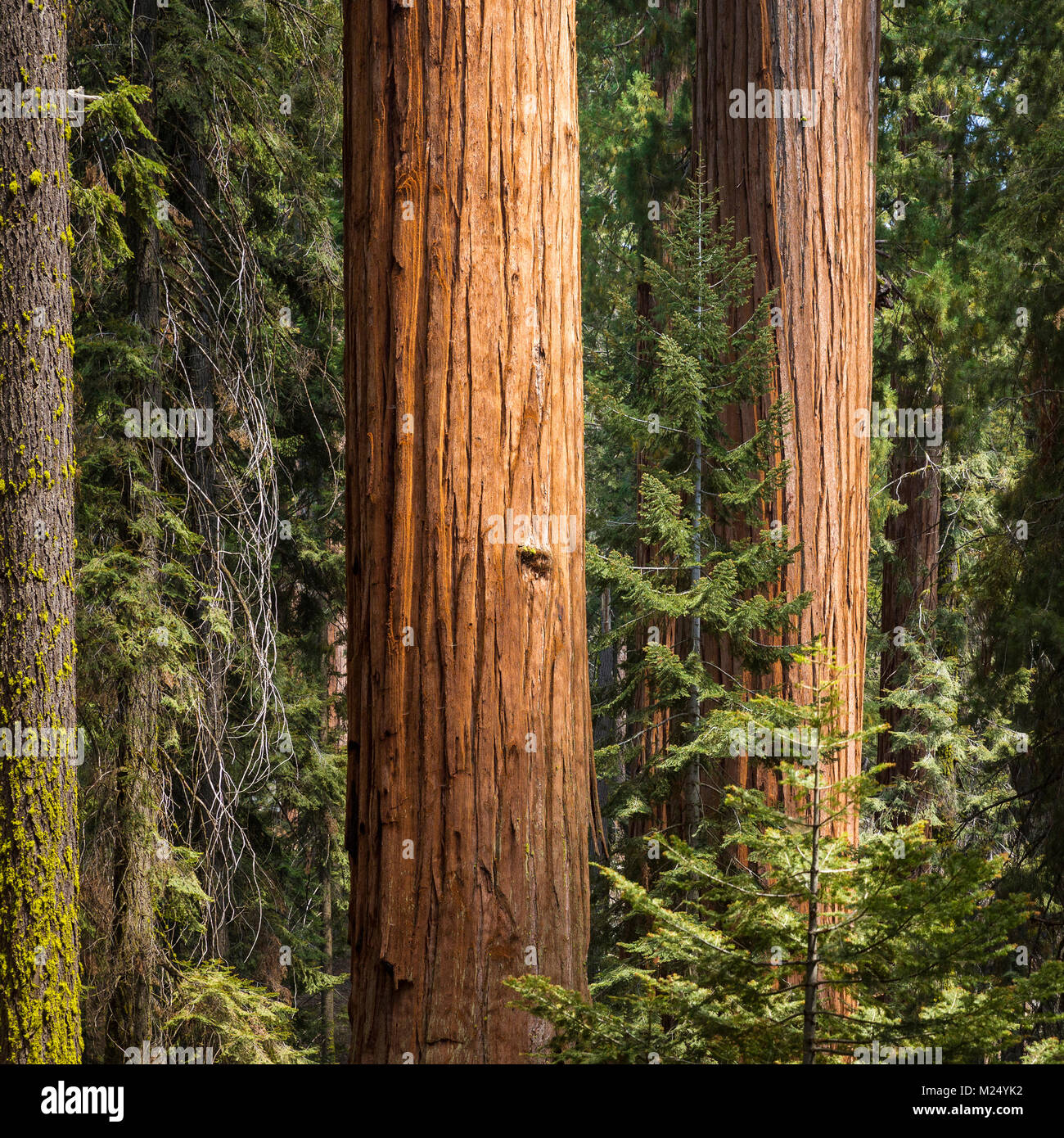 Giant redwood tree sequoia national park hi-res stock photography and ...