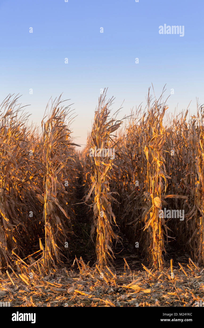 Rows of Corn in Corn Field Stock Photo - Alamy