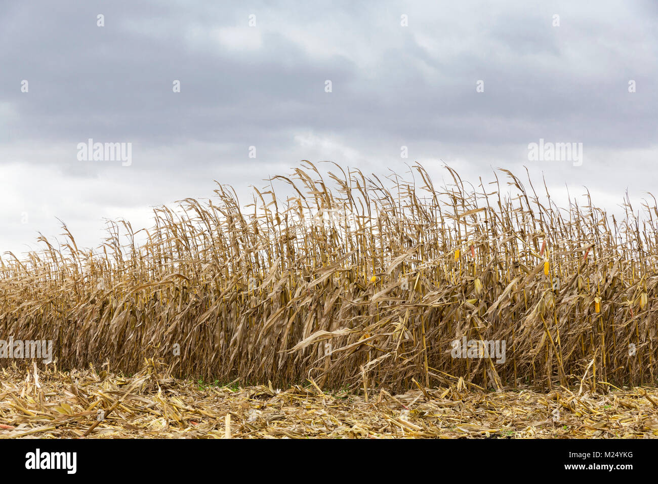 Living in the corn field hi-res stock photography and images - Alamy