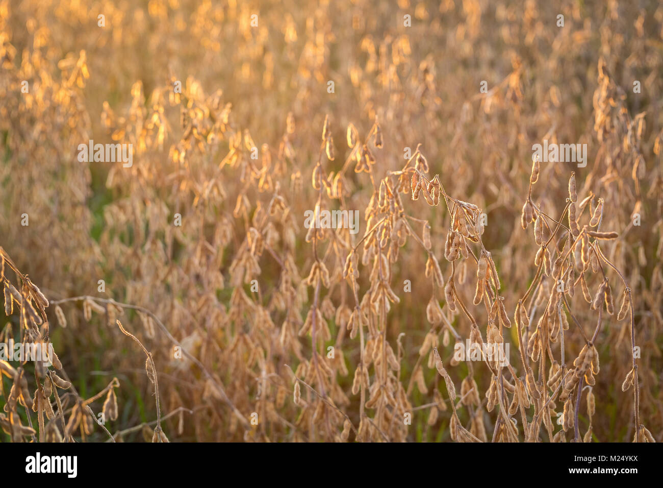 Soybean field hi-res stock photography and images - Alamy