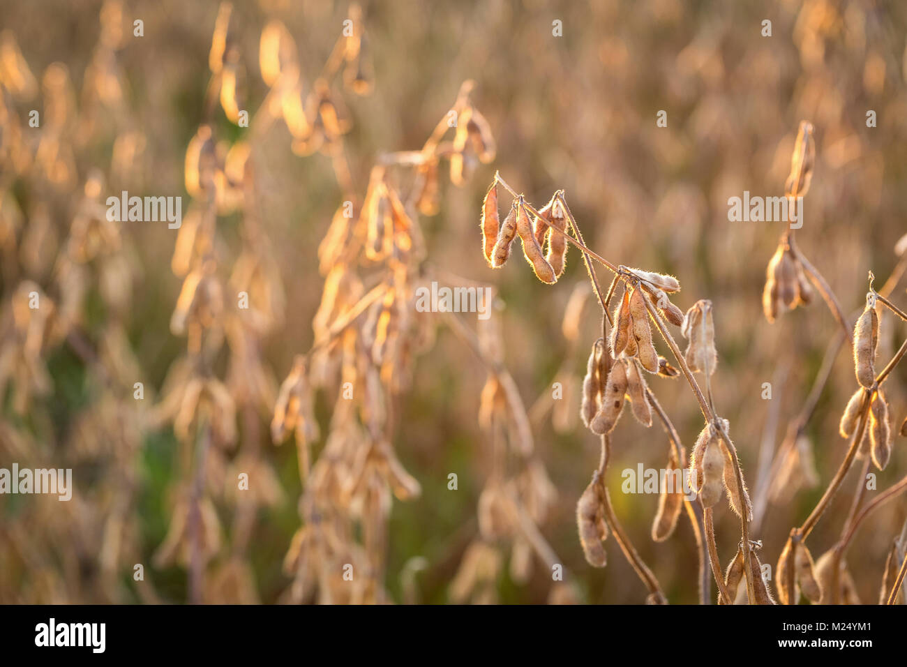 Soybean plant hi-res stock photography and images - Alamy
